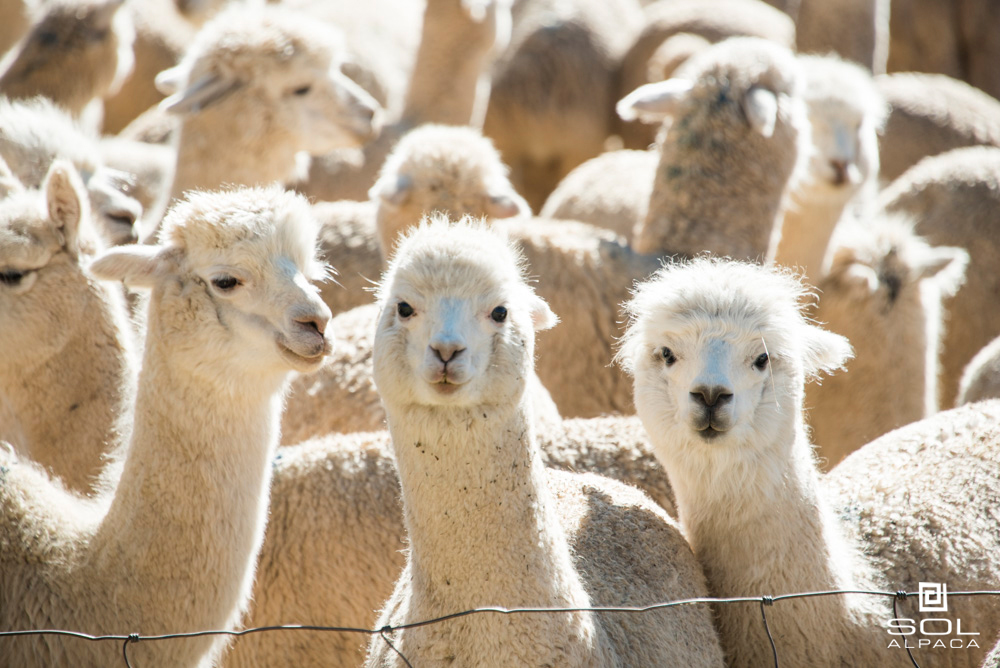 Sol Alpaca – my make these days feel warmer genie