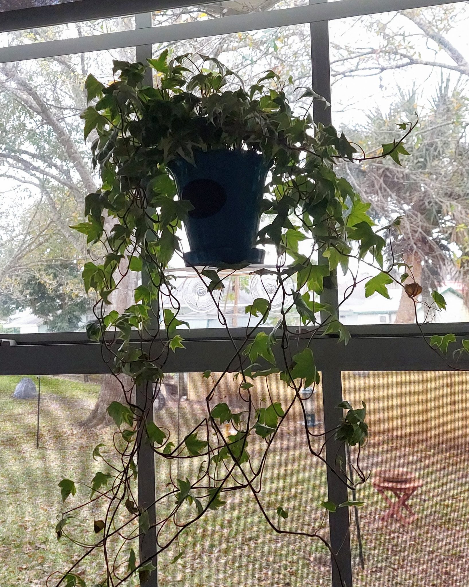 Creating a Home of House Plants