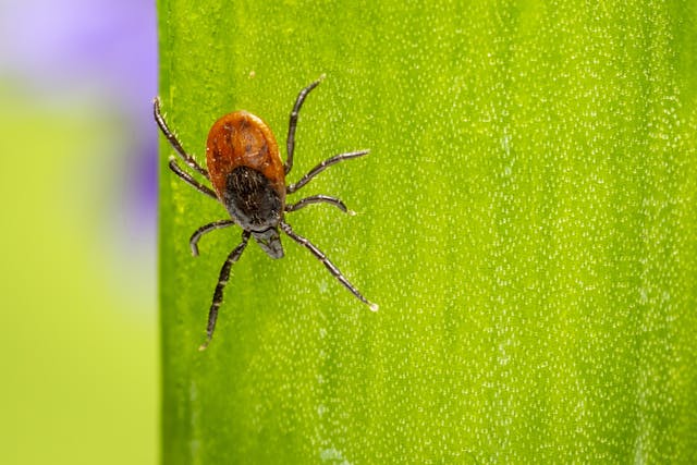 5 Myths about Tick Bites You Need to Know